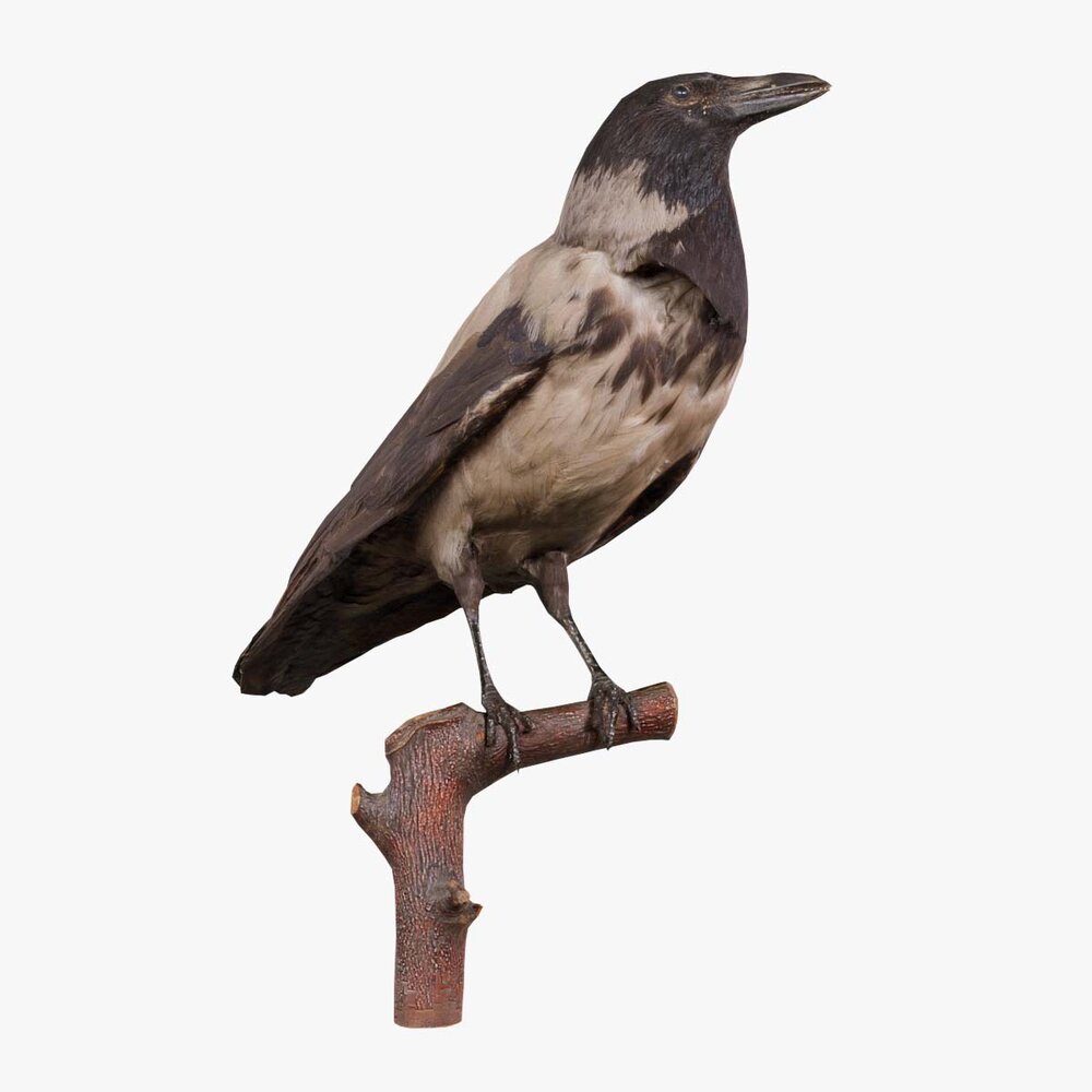Hooded Crow Corvus Cornix 3D model - Download Decoration on 3DModels.org