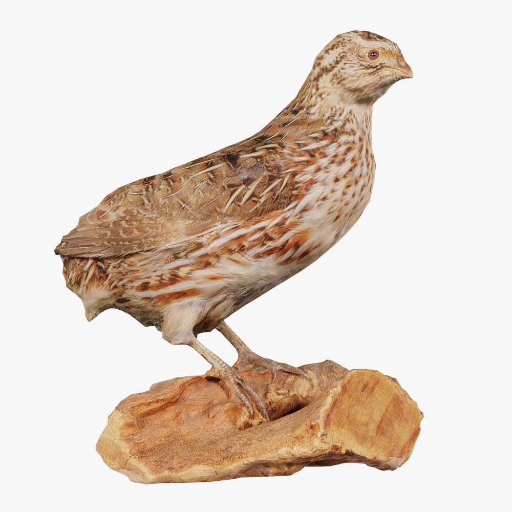 Japanese Quail Coturnix Japonica 3D model - Download Decoration on ...