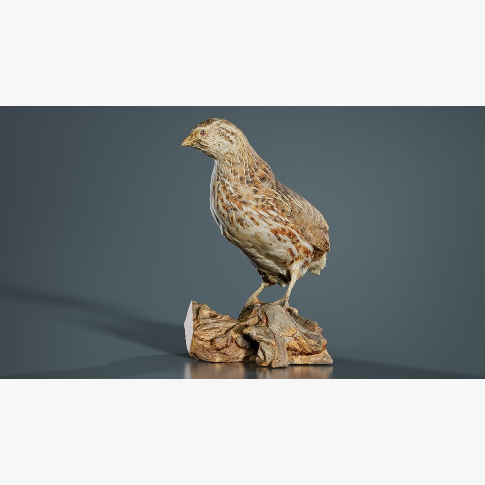 나무 받침대 위의 일본 메추라기 코터닉스 자포니카 3D 모델 - 다운로드 장식 on 3DModels.org