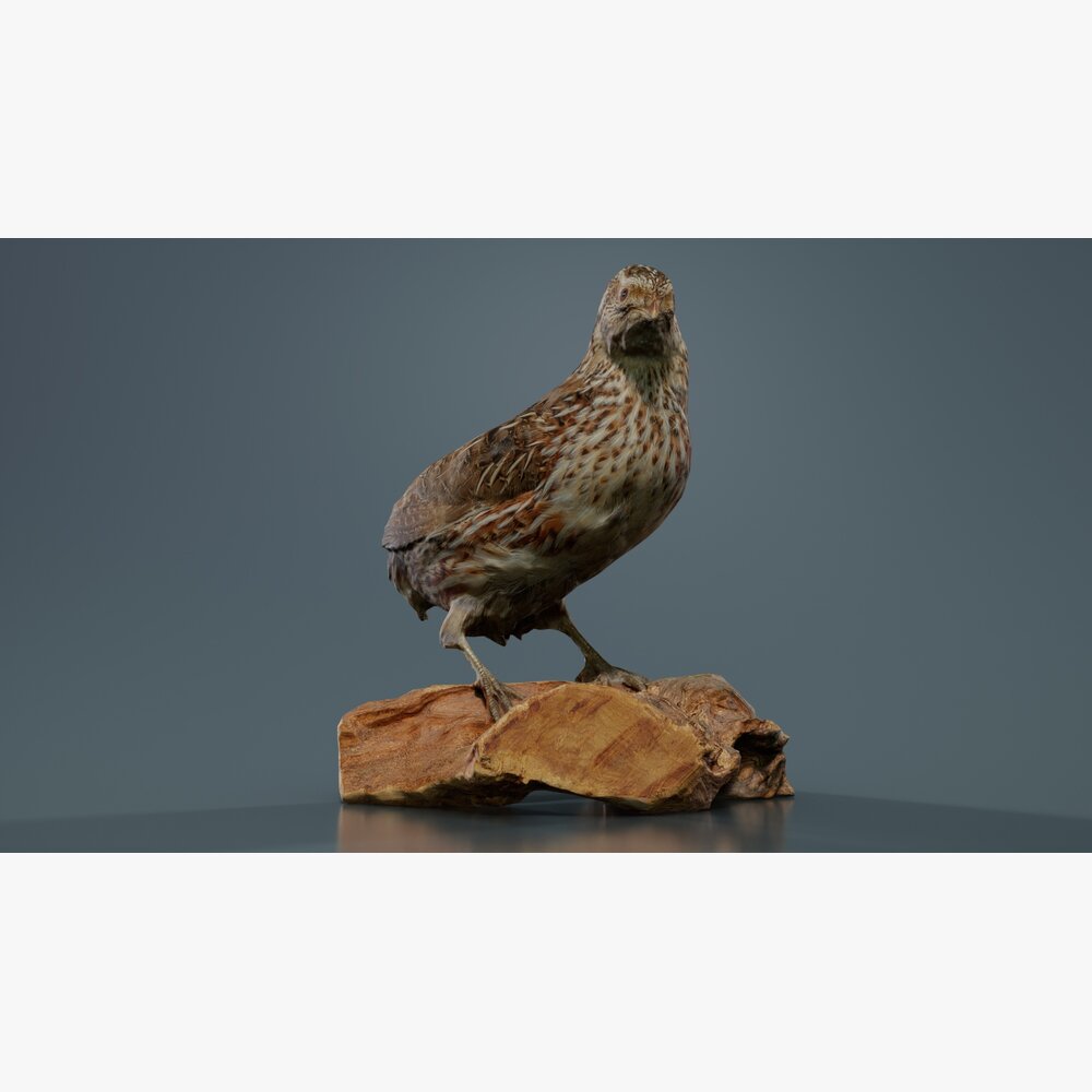 나무 받침대 위의 일본 메추라기 코터닉스 자포니카 3D 모델 - 다운로드 장식 on 3DModels.org