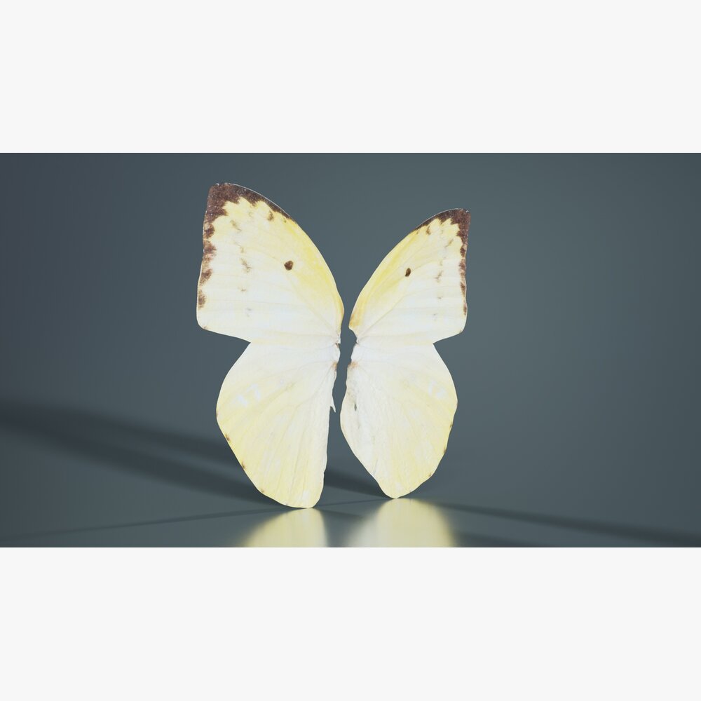 Lemon Emigrant 3D模型 - 下载 昆虫 on 3DModels.org
