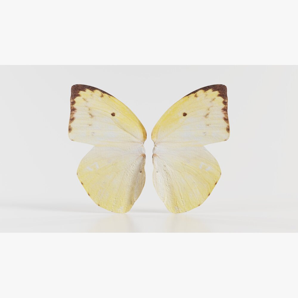 Lemon Emigrant 3D模型 - 下载 昆虫 on 3DModels.org