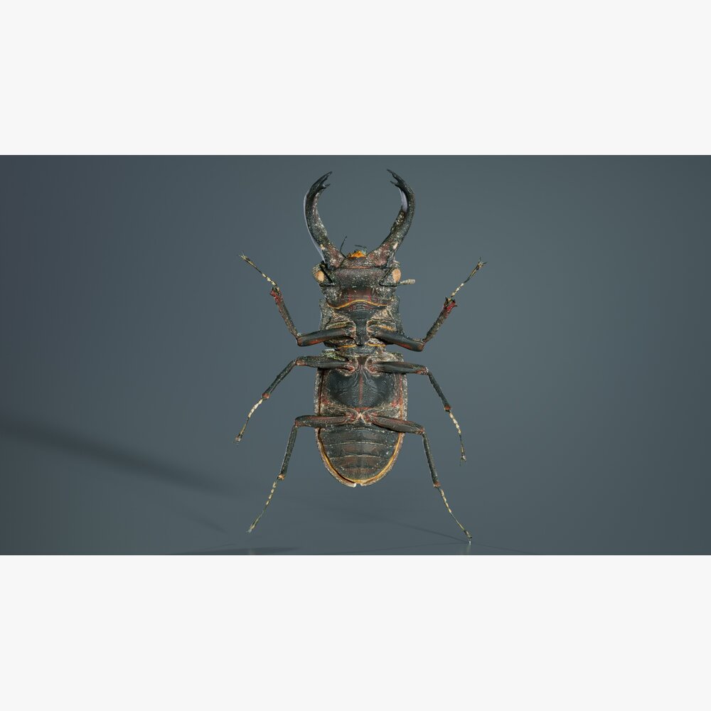 Lucanus Cervus Stag Beetle 3D model - Download Insects on 3DModels.org