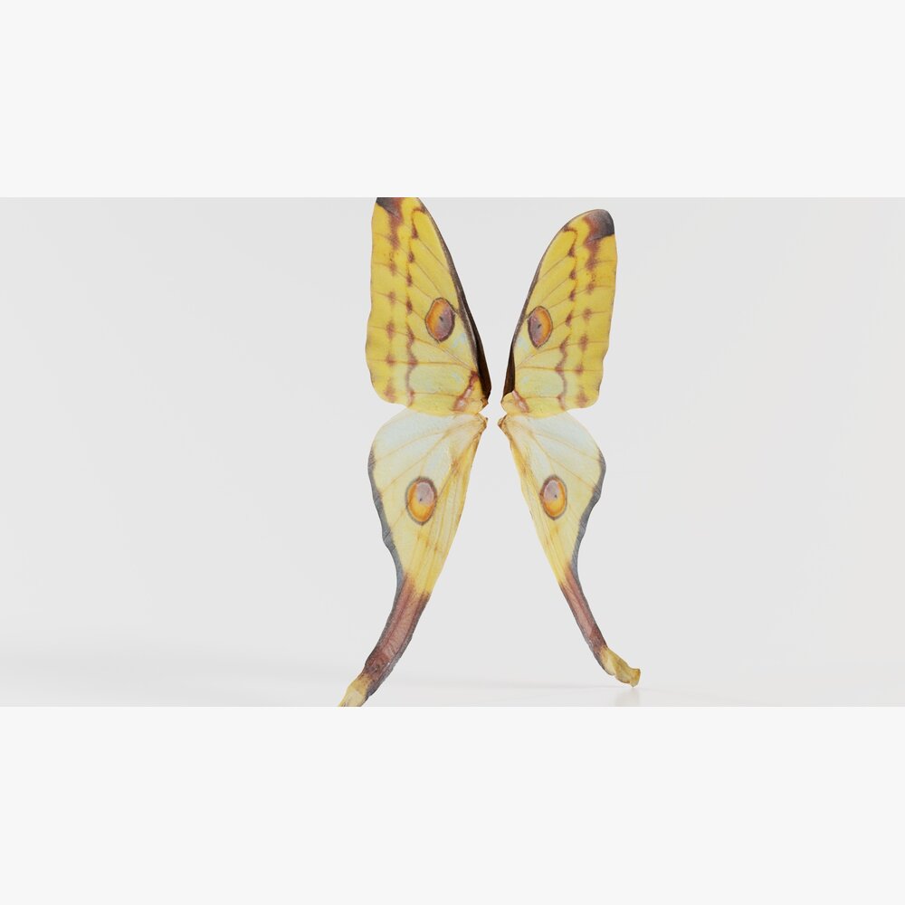 Owlet Moth Noctuoidea 2 3D model - Download Insects on 3DModels.org