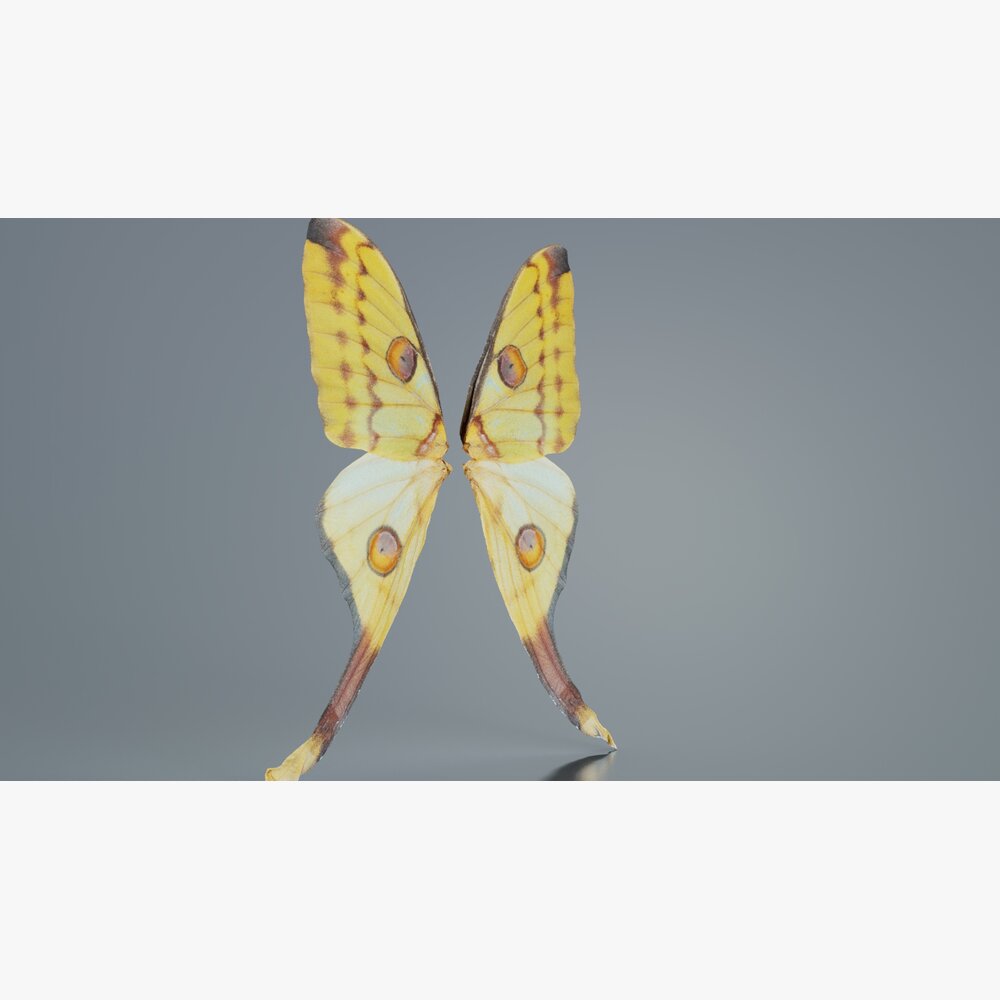 Owlet Moth Noctuoidea 2 3D model - Download Insects on 3DModels.org