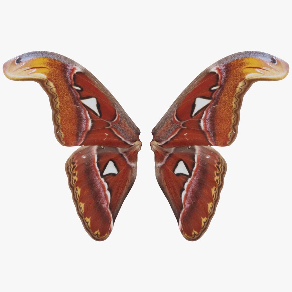 Owlet Moth Noctuoidea 3 3D model - Download Insects on 3DModels.org