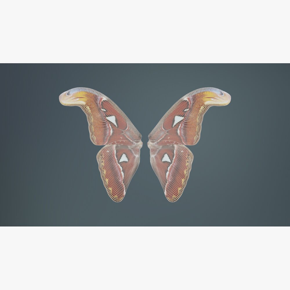 Owlet Moth Noctuoidea 3 3D model - Download Insects on 3DModels.org