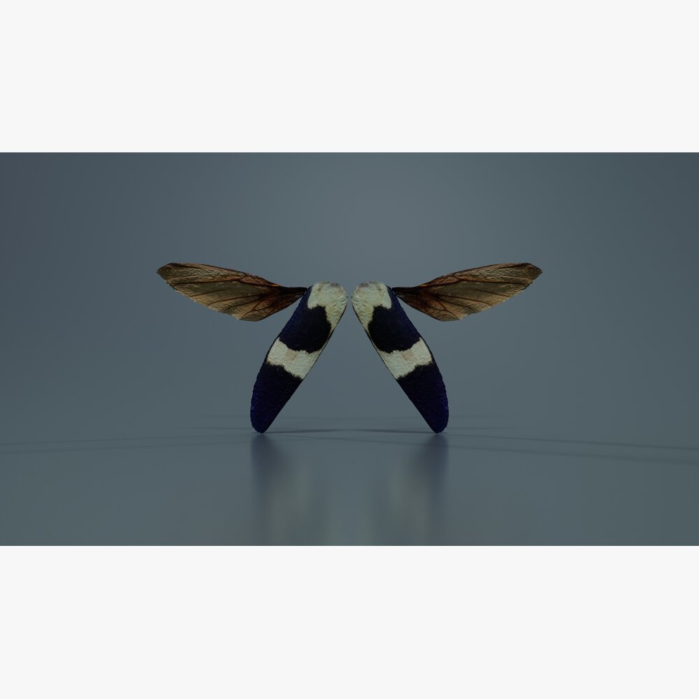 Owlet Moth Noctuoidea 4 3D model - Download Insects on 3DModels.org