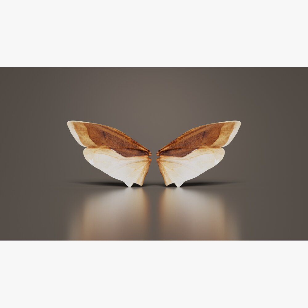 Owlet Moth Noctuoidea 5 3D model - Download Insects on 3DModels.org