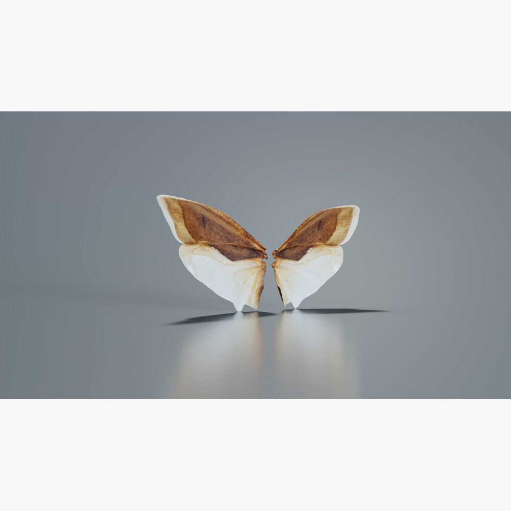 Owlet Moth Noctuoidea 5 3D model - Download Insects on 3DModels.org