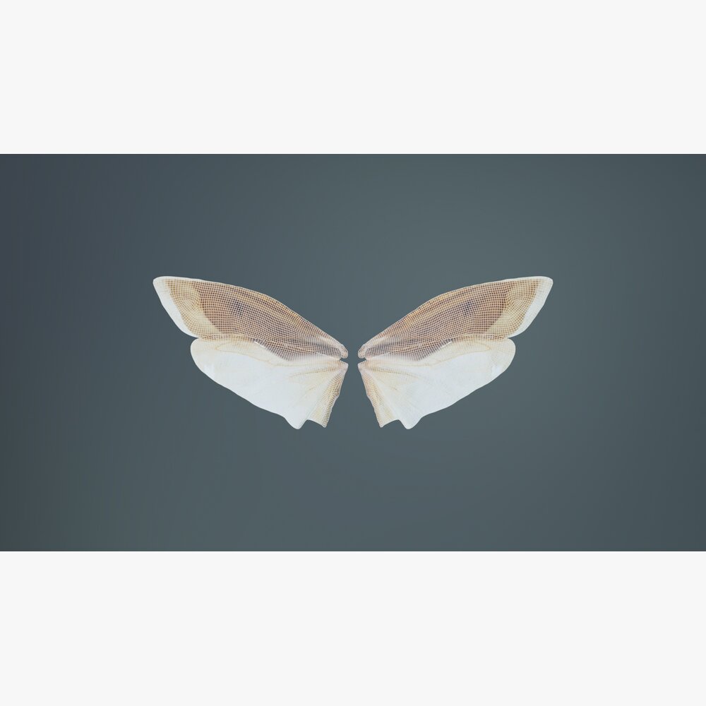Owlet Moth Noctuoidea 5 3D model - Download Insects on 3DModels.org