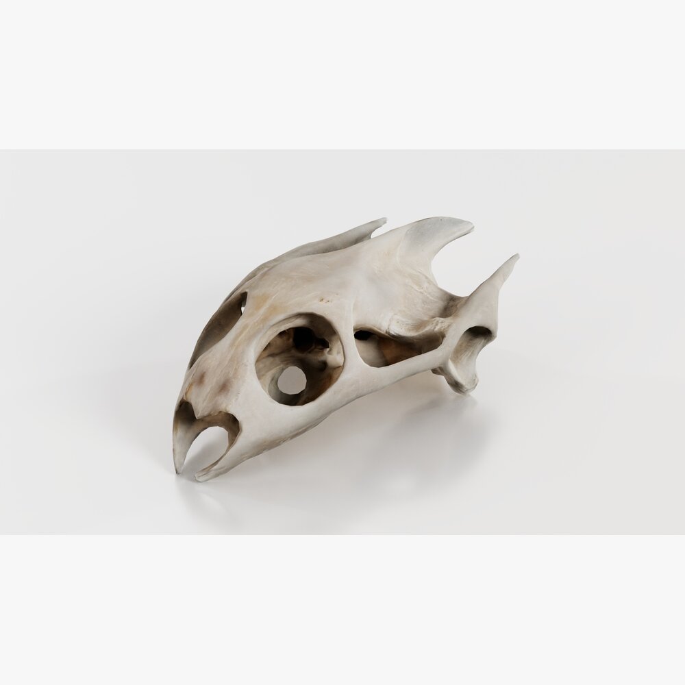 Parrot Head Skull 3D model - Download Birds on 3DModels.org