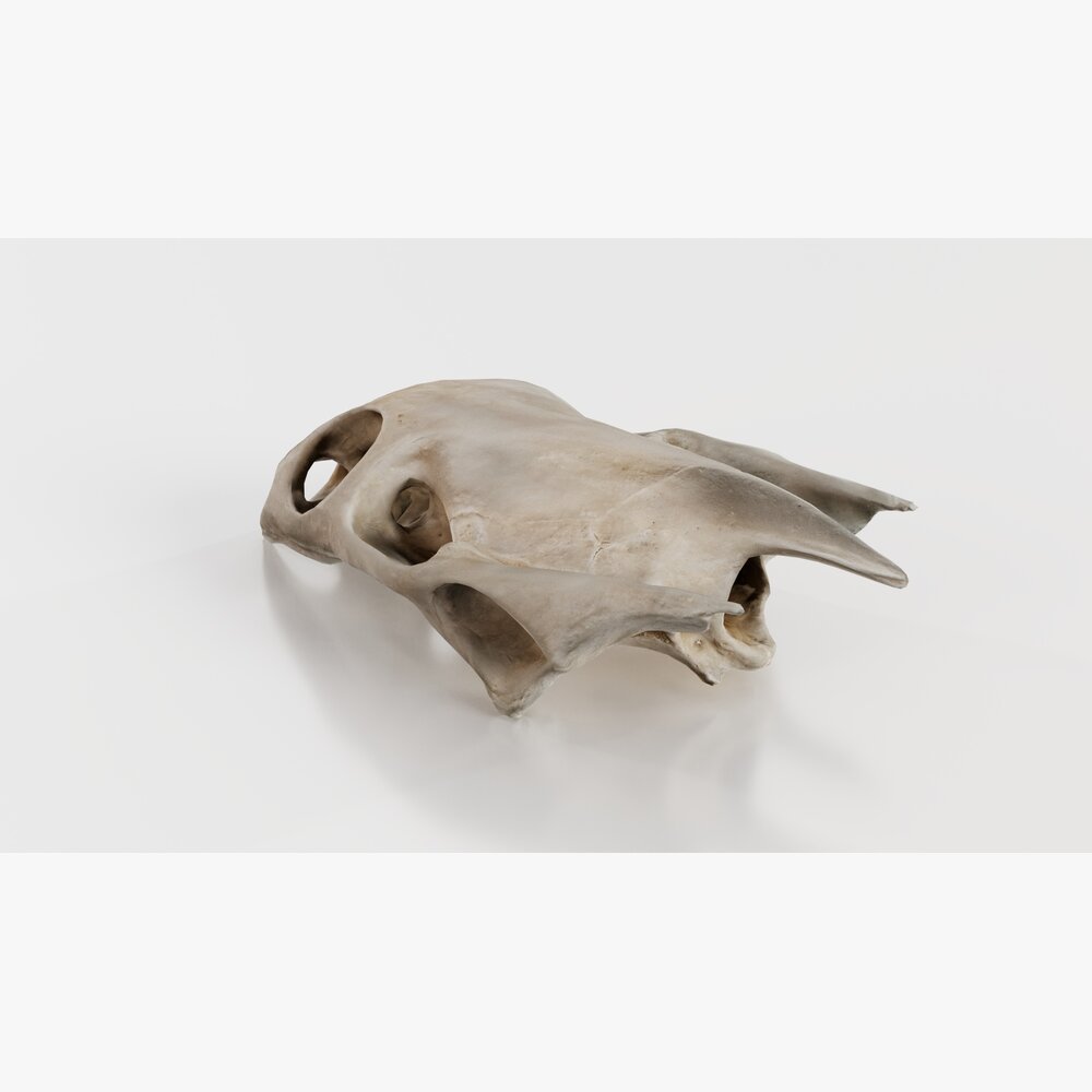 Parrot Head Skull 3D model - Download Birds on 3DModels.org