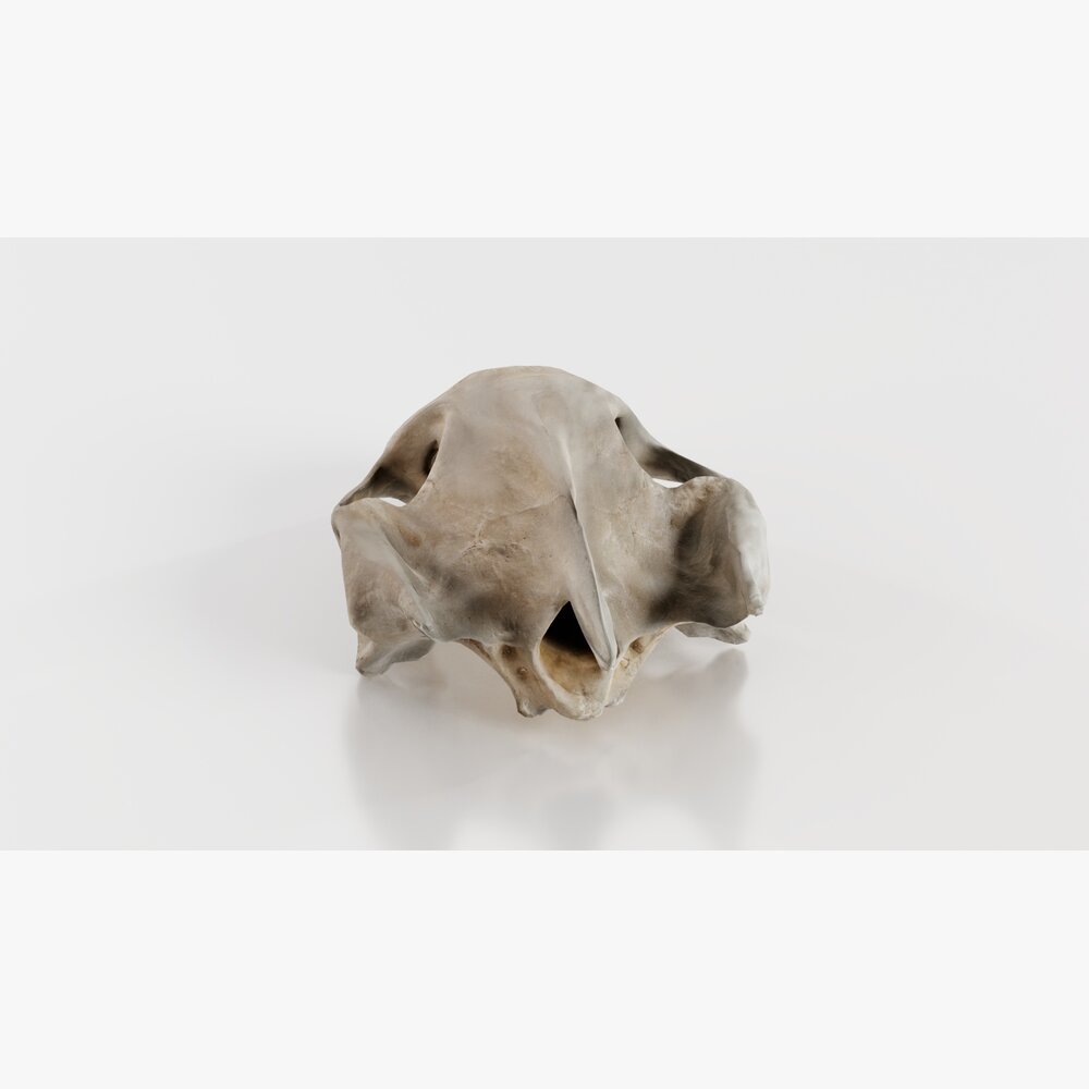 Parrot Head Skull 3D model - Download Birds on 3DModels.org
