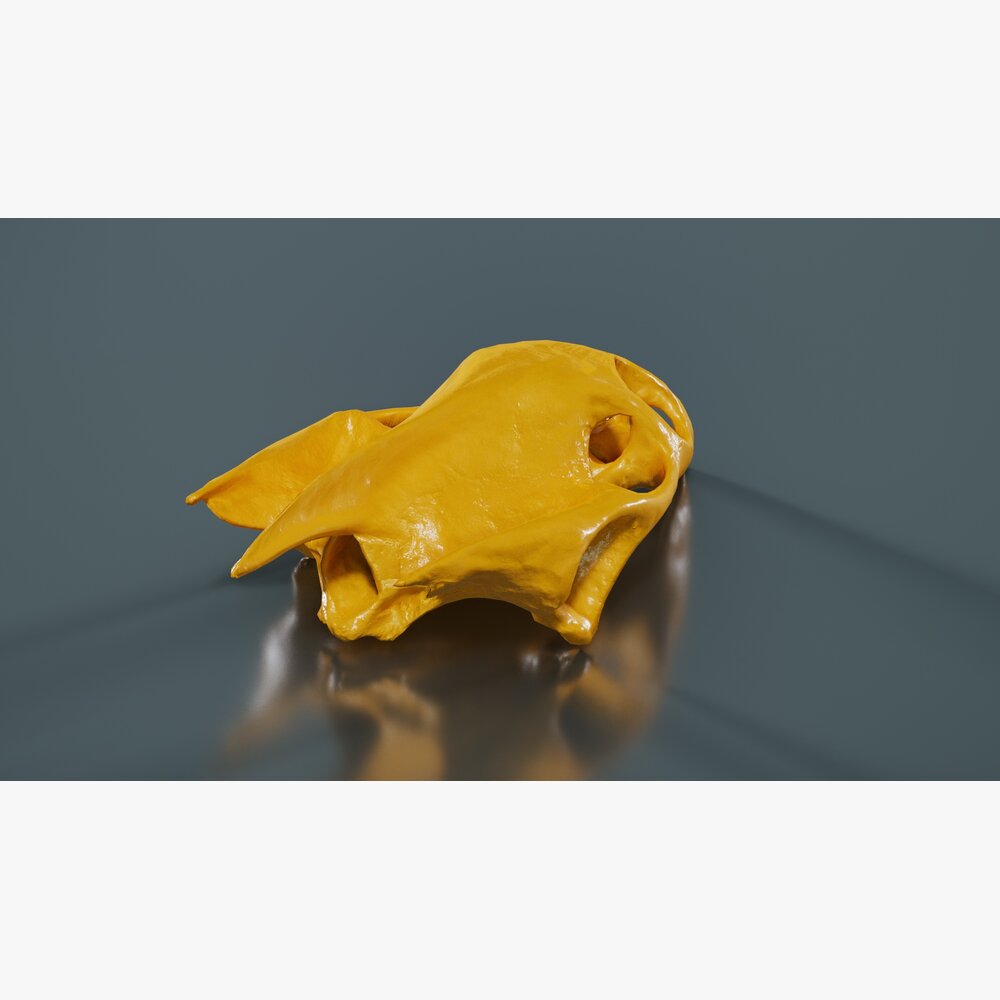Parrot Head Skull 3D model - Download Birds on 3DModels.org