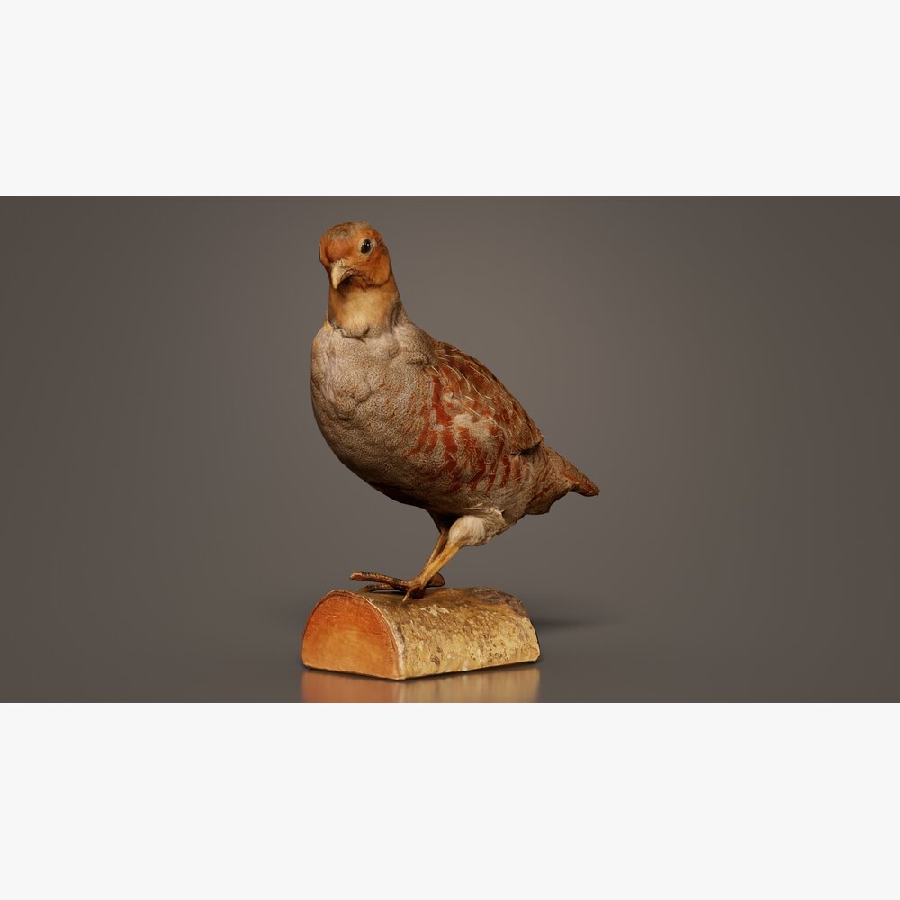 Partridge Galliform Perdicinae Phasianidae 3D model - Download ...