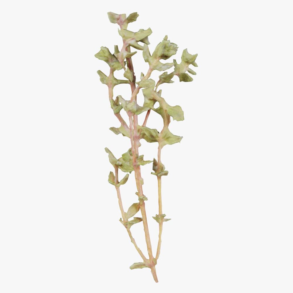 Delicate Green Sprig 3D model - Download Grass on 3DModels.org