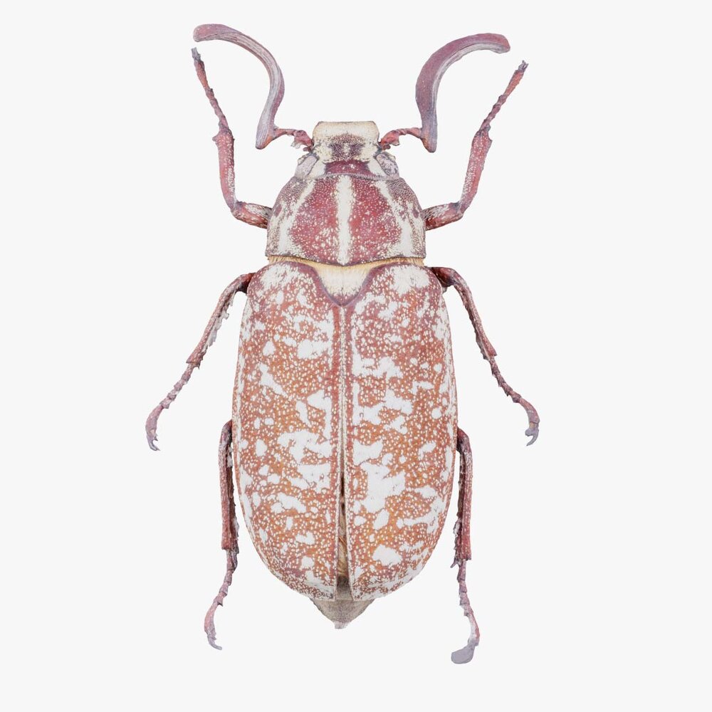 Phyllophaga Greek July Beatle 3D model - Download Insects on 3DModels.org