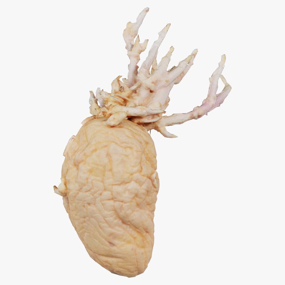 Shriveled Potato 4 3D model - Download Vegetables on 3DModels.org