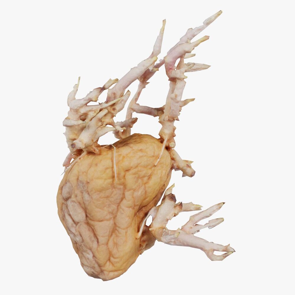 Shriveled Potato 9 3D model - Download Vegetables on 3DModels.org