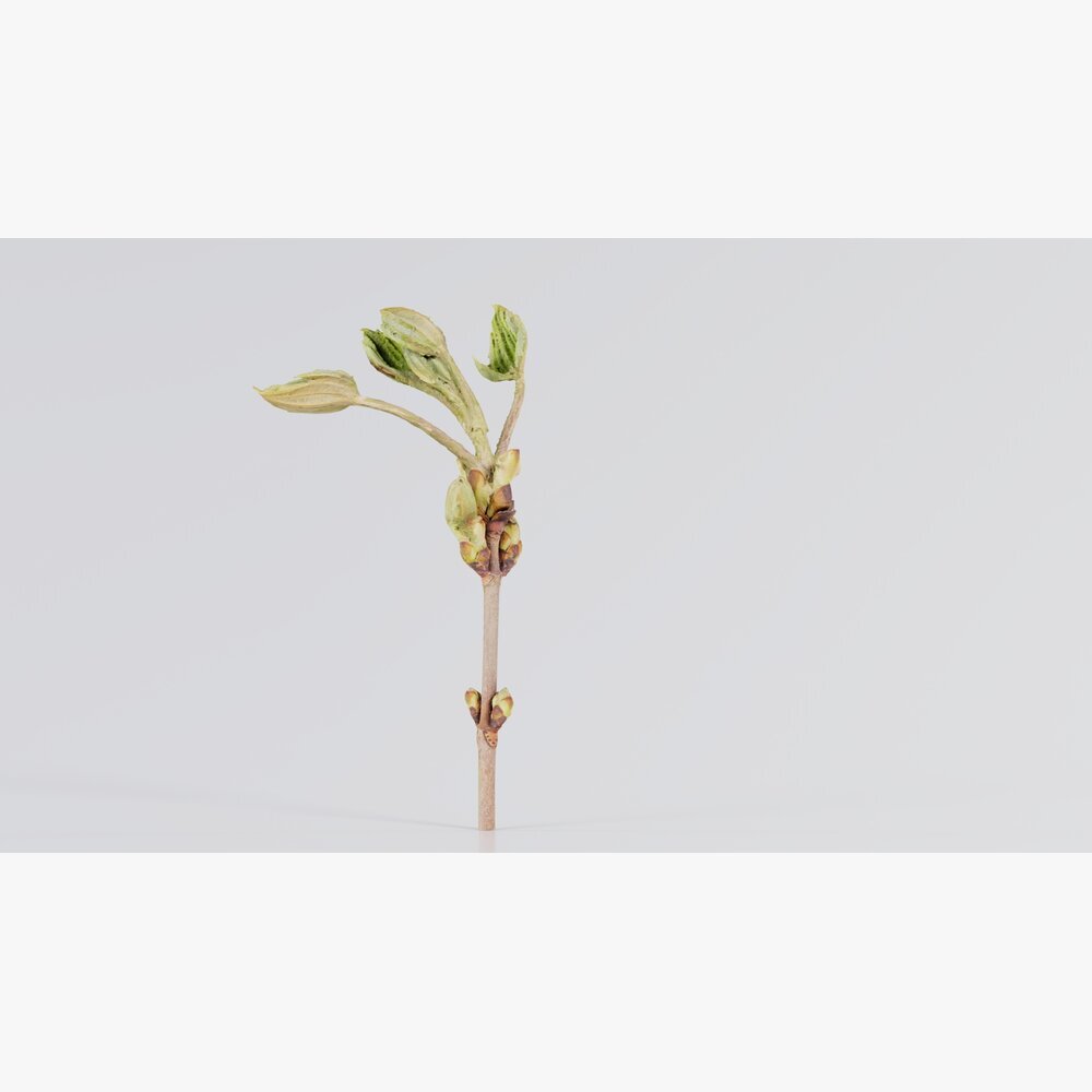 Aesculus Hippocastanum Sprout with Emerging Buds 3D model - Download ...