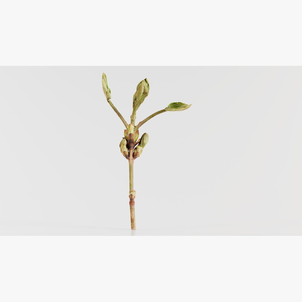 Aesculus Hippocastanum Sprout with Emerging Buds 3D model - Download ...