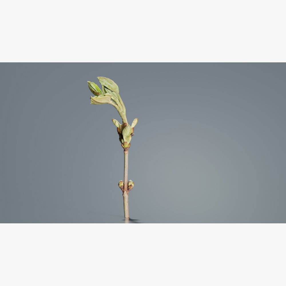 Aesculus Hippocastanum Sprout with Emerging Buds 3D model - Download ...