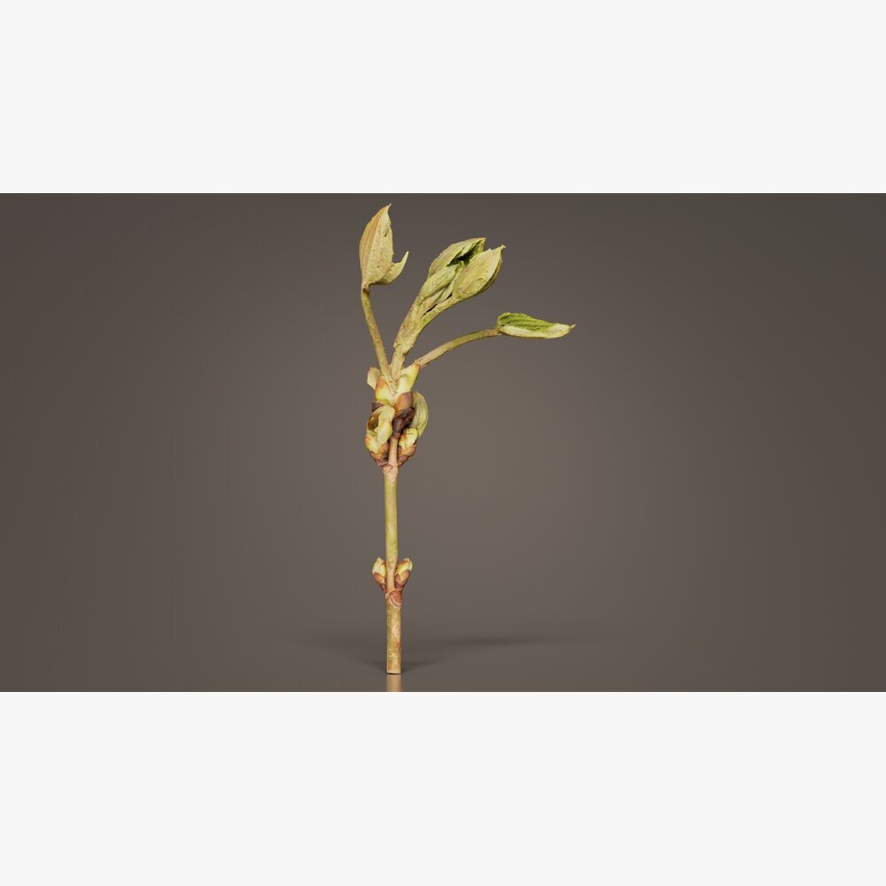 Aesculus Hippocastanum Sprout with Emerging Buds 3D model - Download ...