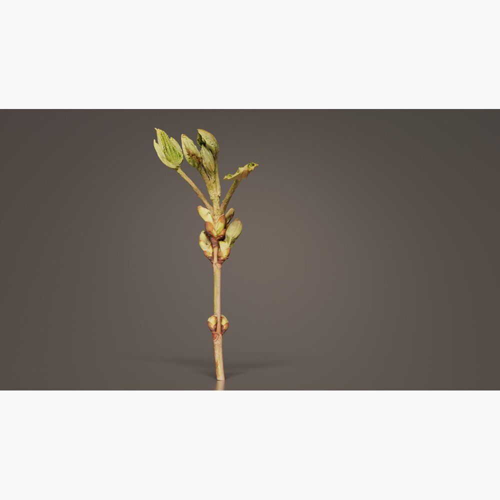 Aesculus Hippocastanum Sprout with Emerging Buds 3D model - Download ...