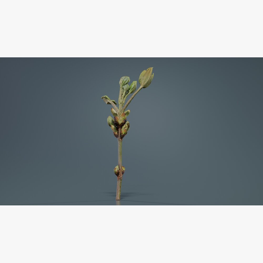 Aesculus Hippocastanum Sprout with Emerging Buds 3D model - Download ...