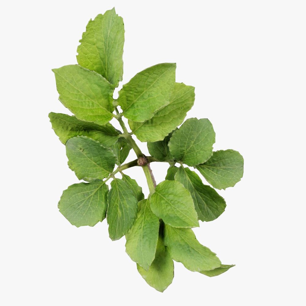 Angelica Archangelica Herb with Serrated Green Leaves 3D model ...