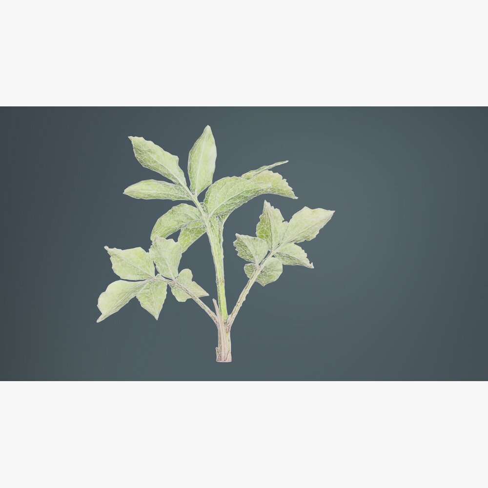 Angelica Archangelica Plant with Lobed Green Leaves 3D model - Download ...