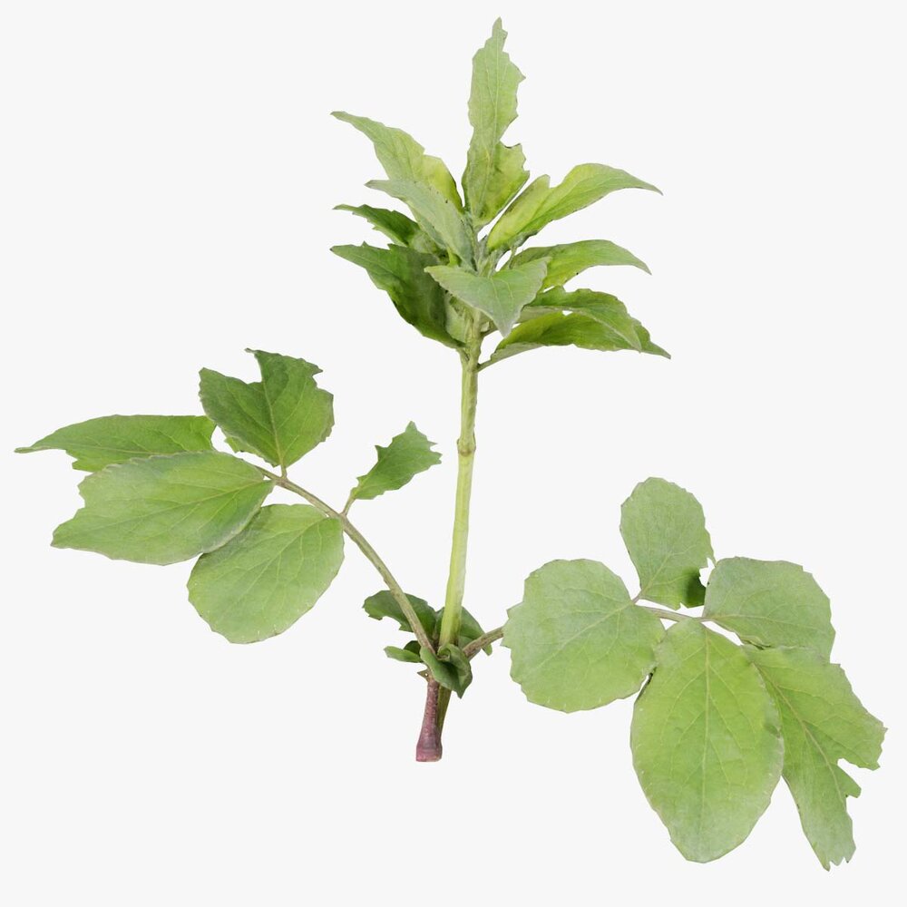 Young Angelica Plant Sprout with Green Leaves 3D model - Download Grass ...