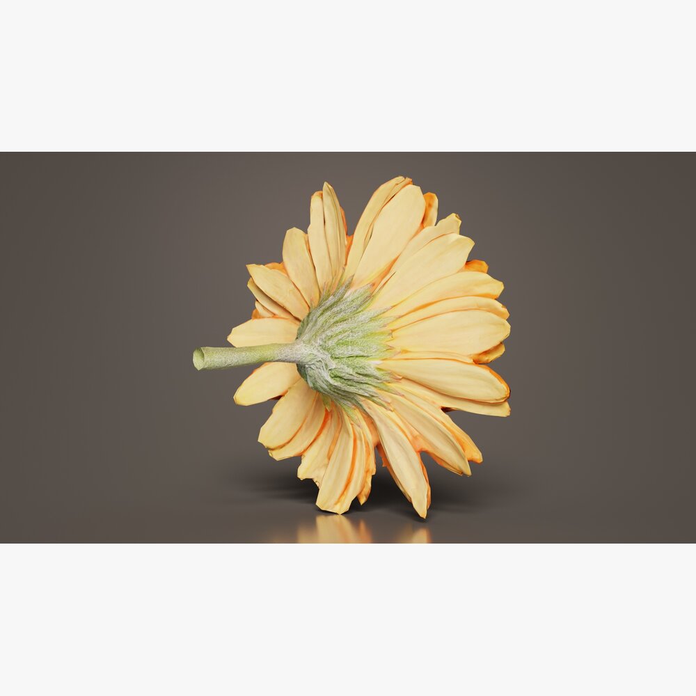 Barberton Daisy Gerbera Jamesonii 3D model - Download Flowers on ...