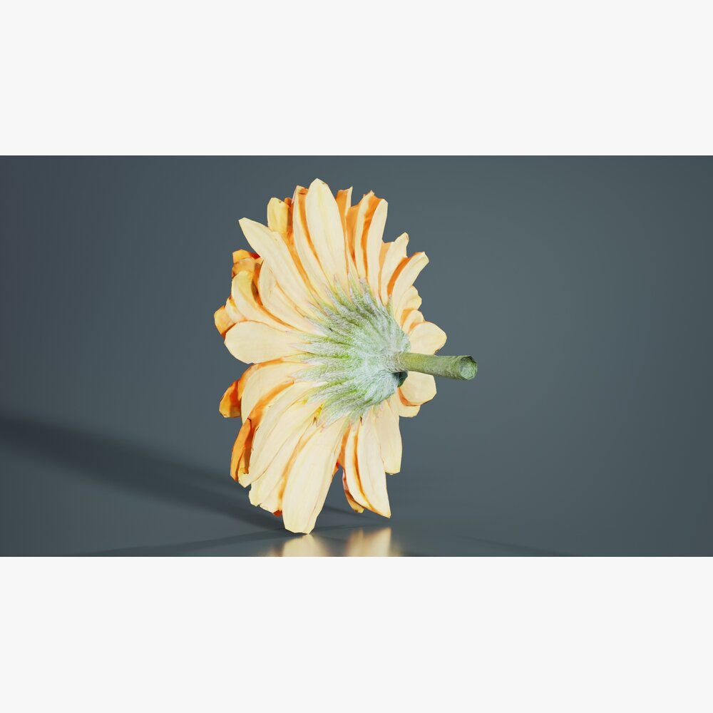 Barberton Daisy Gerbera Jamesonii 3D model - Download Flowers on ...