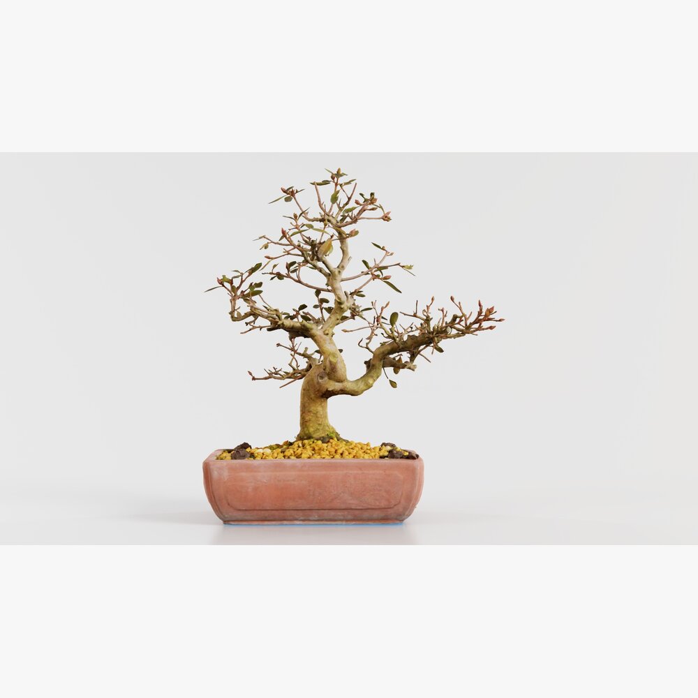 Carmona Bonsai Tree Branches Carmonas Carmona Microphylla 3D model ...