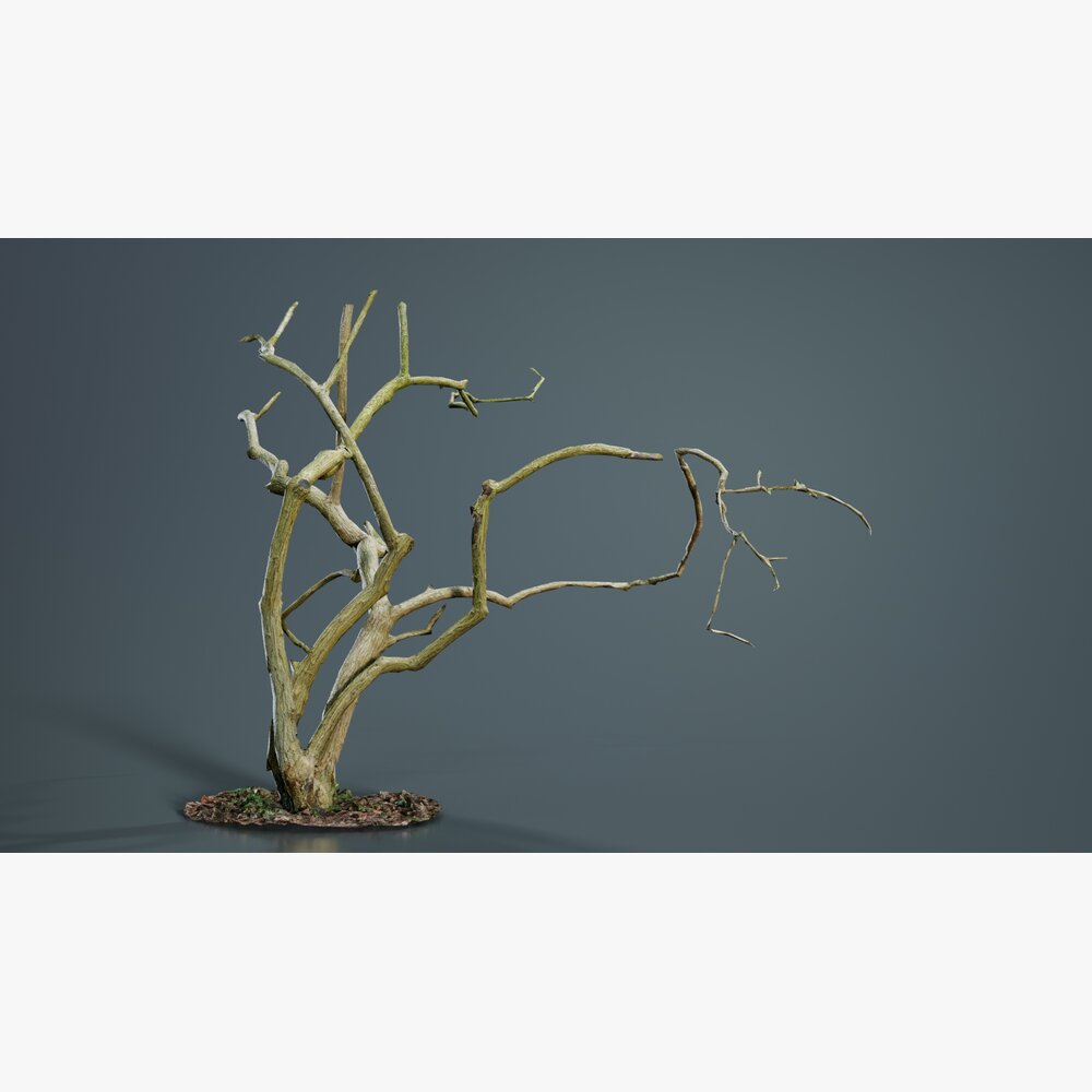 Cherry Tree Trunk 3D model - Download Landscapes on 3DModels.org