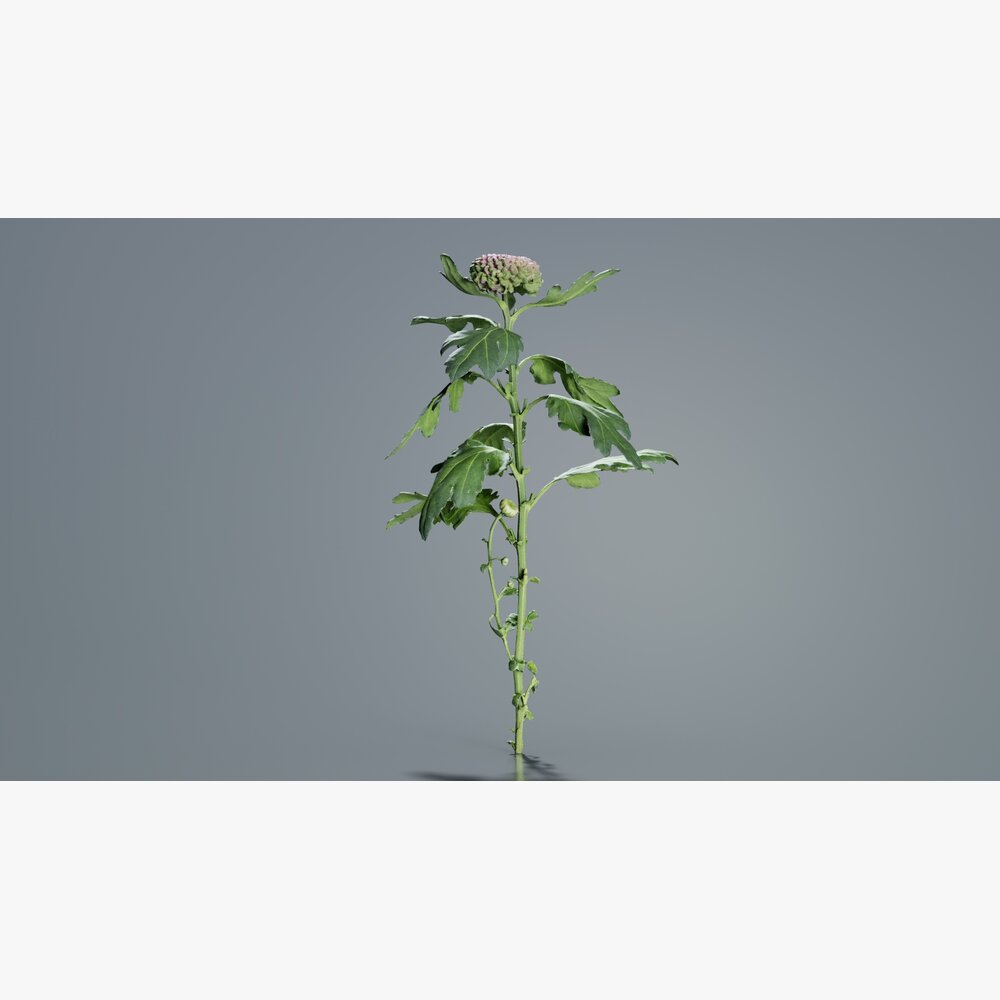 Chrysanthemum Garden Mum Morifolium 3D model - Download Flowers on ...