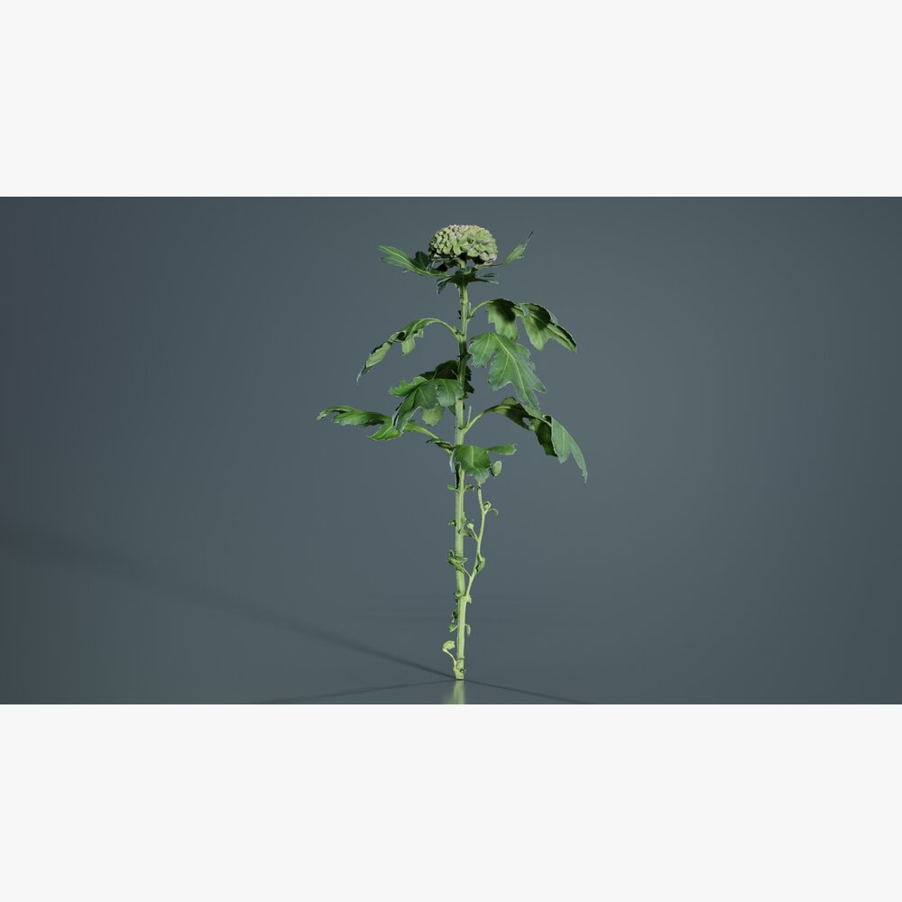 Chrysanthemum Garden Mum Morifolium Modelo 3D - Descargar Flores on ...
