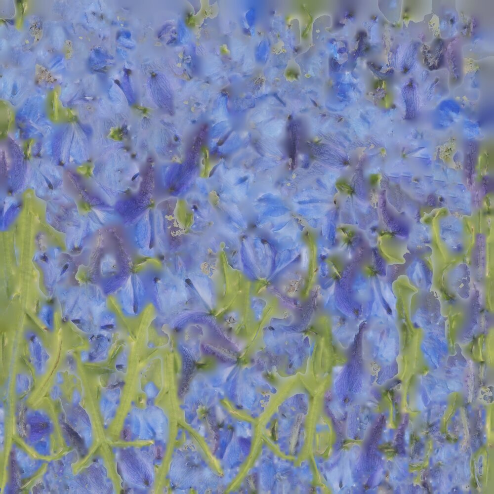 Close Up Candle Larkspur Dark Blue White Alpine Bee Delphinium Elatum ...