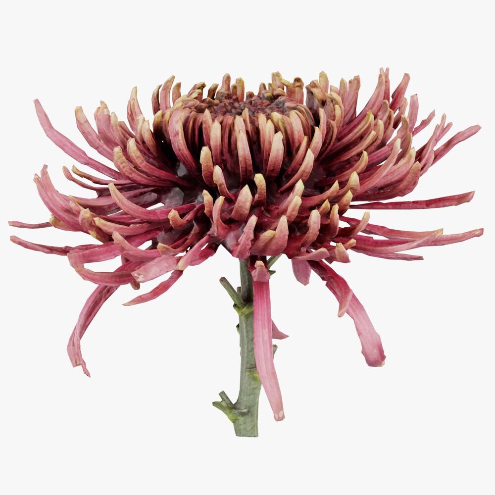 Chrysanthemum Hardy Florist Garden Mum Morifolium 3D model - Download ...