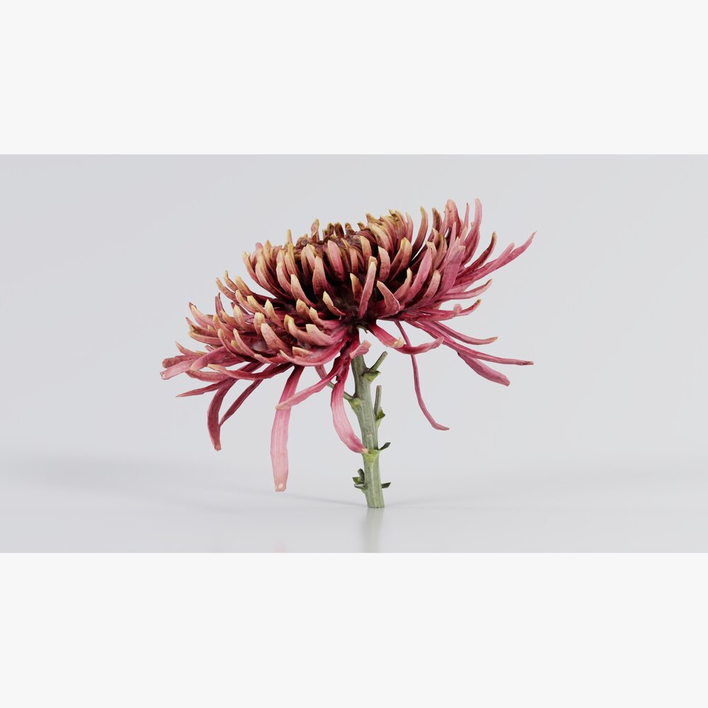 Chrysanthemum Hardy Florist Garden Mum Morifolium 3D model - Download ...