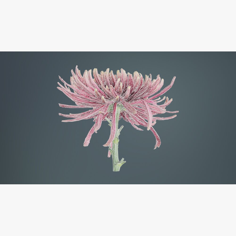 Chrysanthemum Hardy Florist Garden Mum Morifolium Modelo 3D - Baixar ...