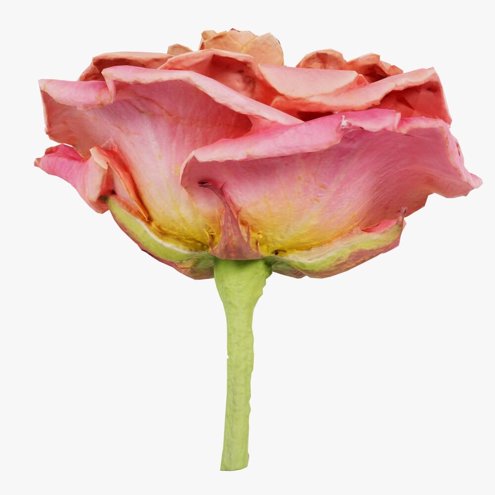 Garden Rose Bengal Rose Chinese Rose Rosa Chinensis 3D model - Download ...