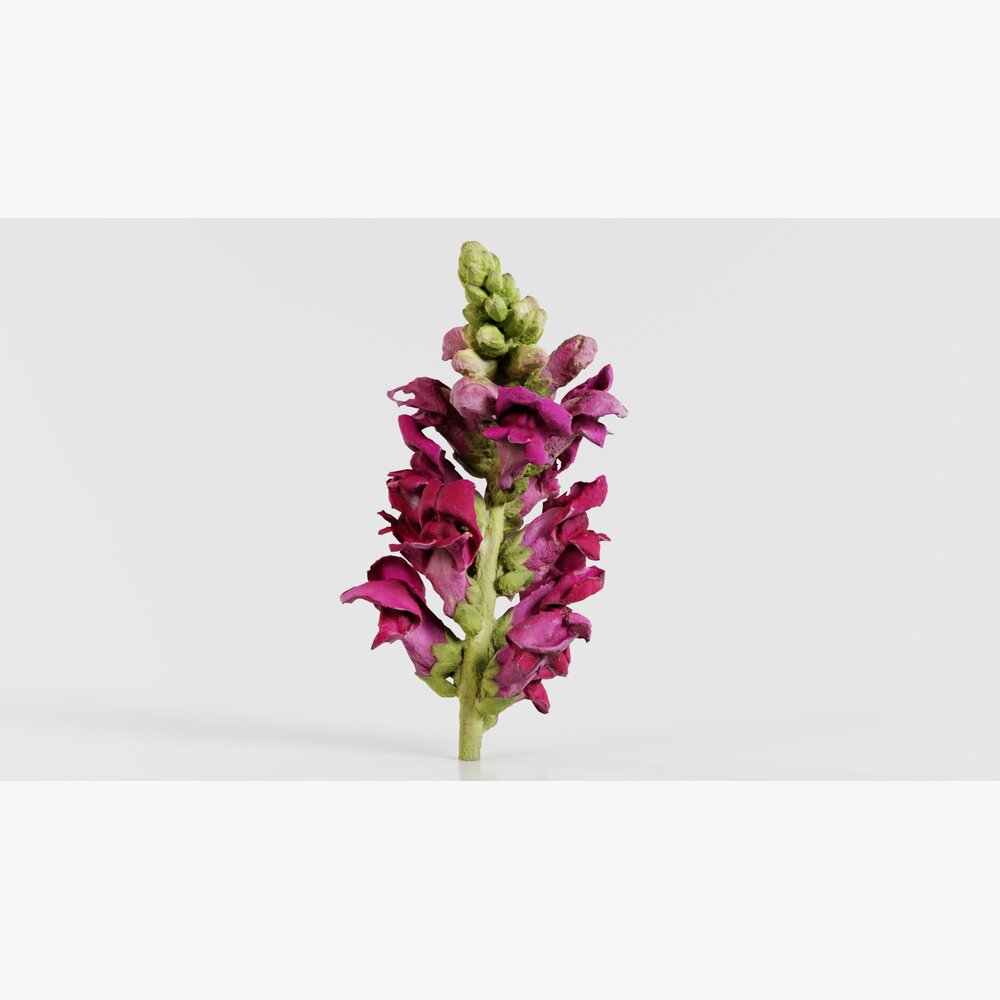 Great Garden Snapdragon Dragon Plant Antirrhinum Majus 3D model ...