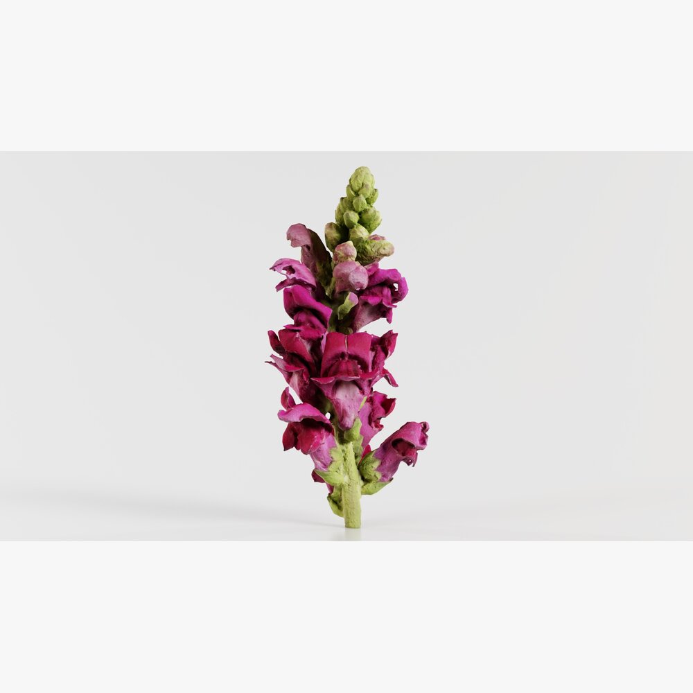Great Garden Snapdragon Dragon Plant Antirrhinum Majus 3D model ...