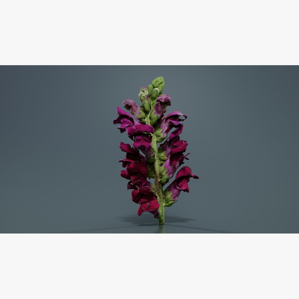 Great Garden Snapdragon Dragon Plant Antirrhinum Majus 3D model ...