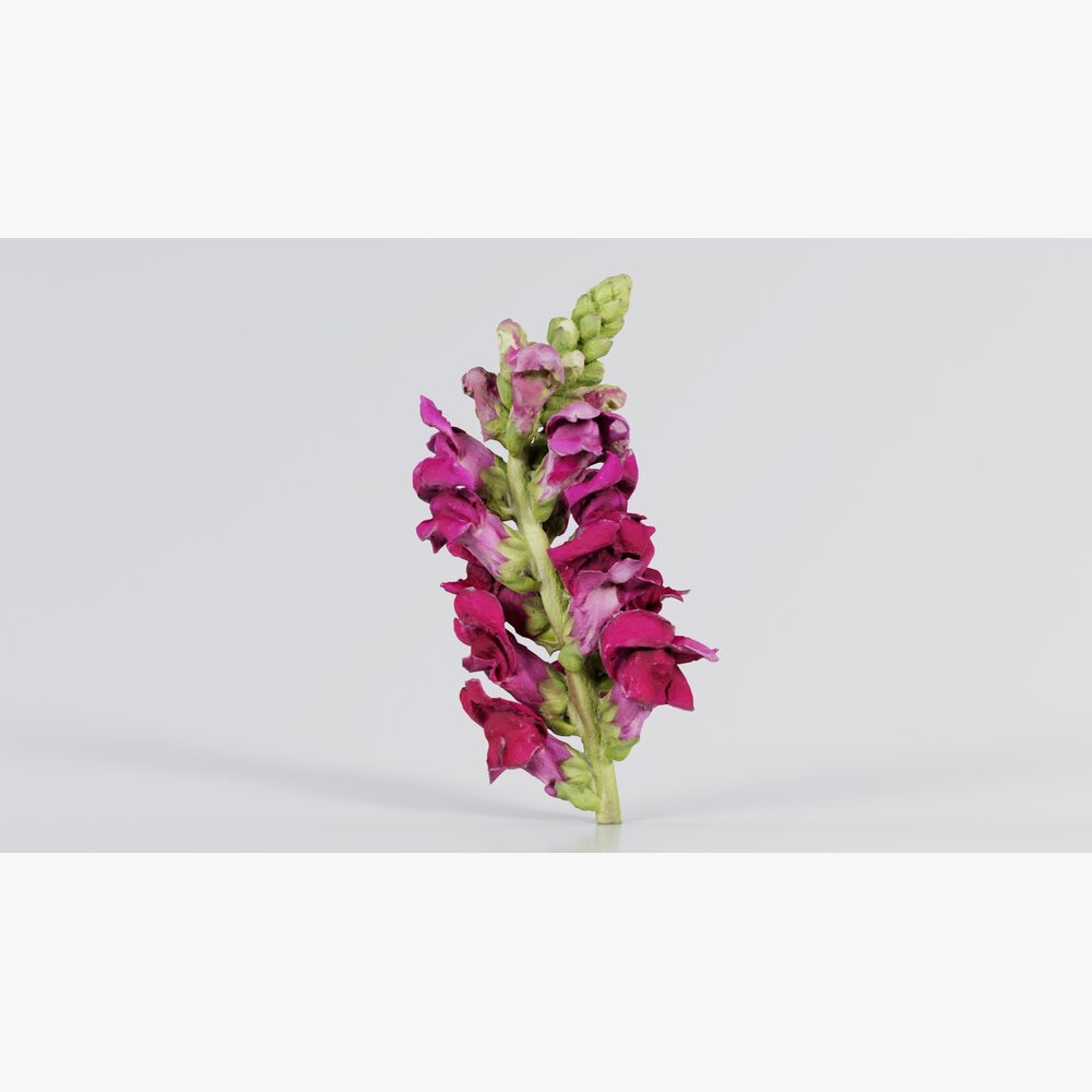 Great Garden Snapdragon Dragon Plant Antirrhinum Majus 3D model ...