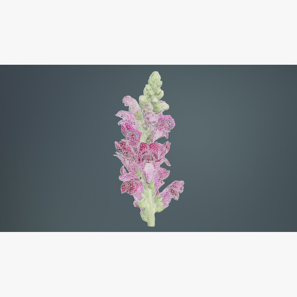 Great Garden Snapdragon Dragon Plant Antirrhinum Majus 3D model ...