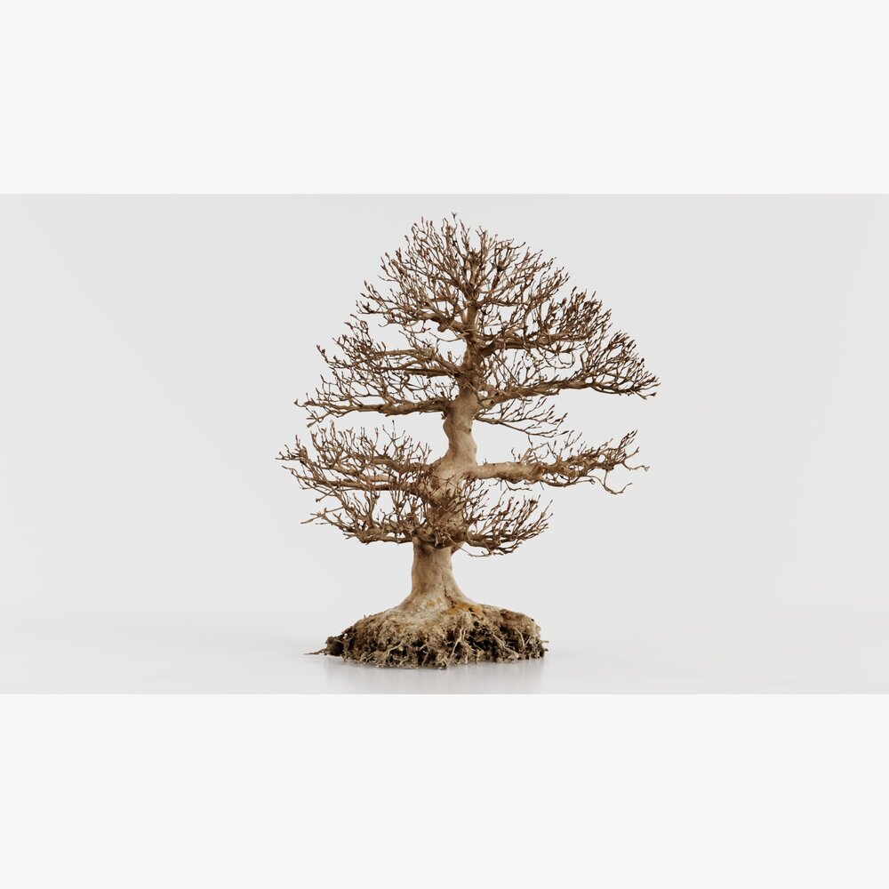 Dried Bonsai Tree with Twisted Gnarled Branches 3D model - Download ...